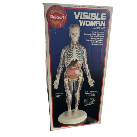 Skilcraft | Toys | Skilcraft Visible Woman Anatomy Model Kit Original ...